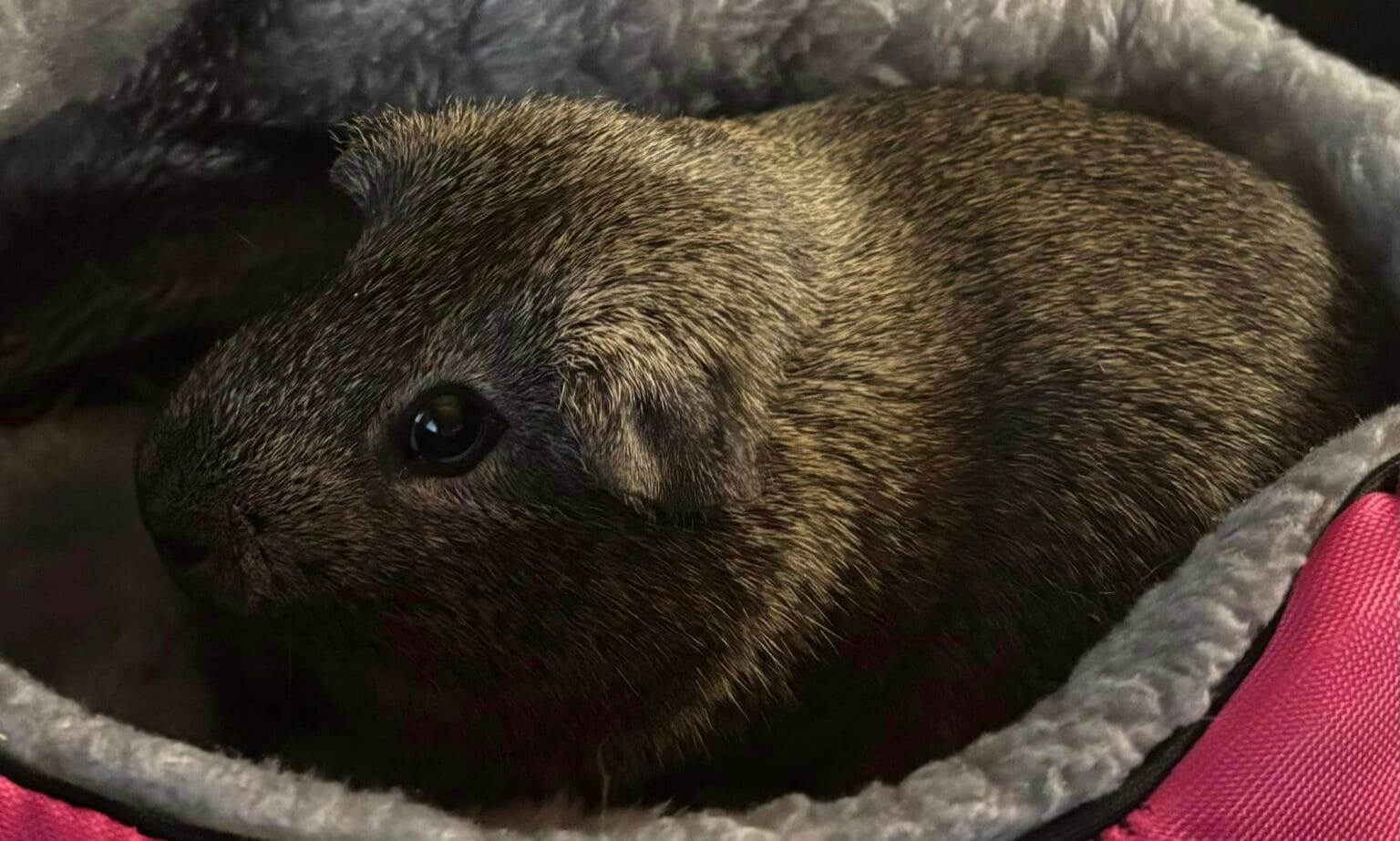 Buffalo Guinea Pig Mafia – The Buffalo Guinea Pig Mafia Rescue is a 501 ...