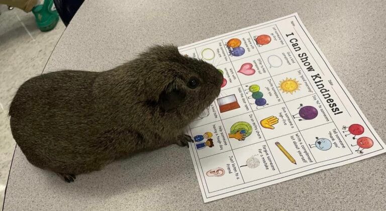 Buffalo Guinea Pig Mafia – The Buffalo Guinea Pig Mafia Rescue is a 501 ...