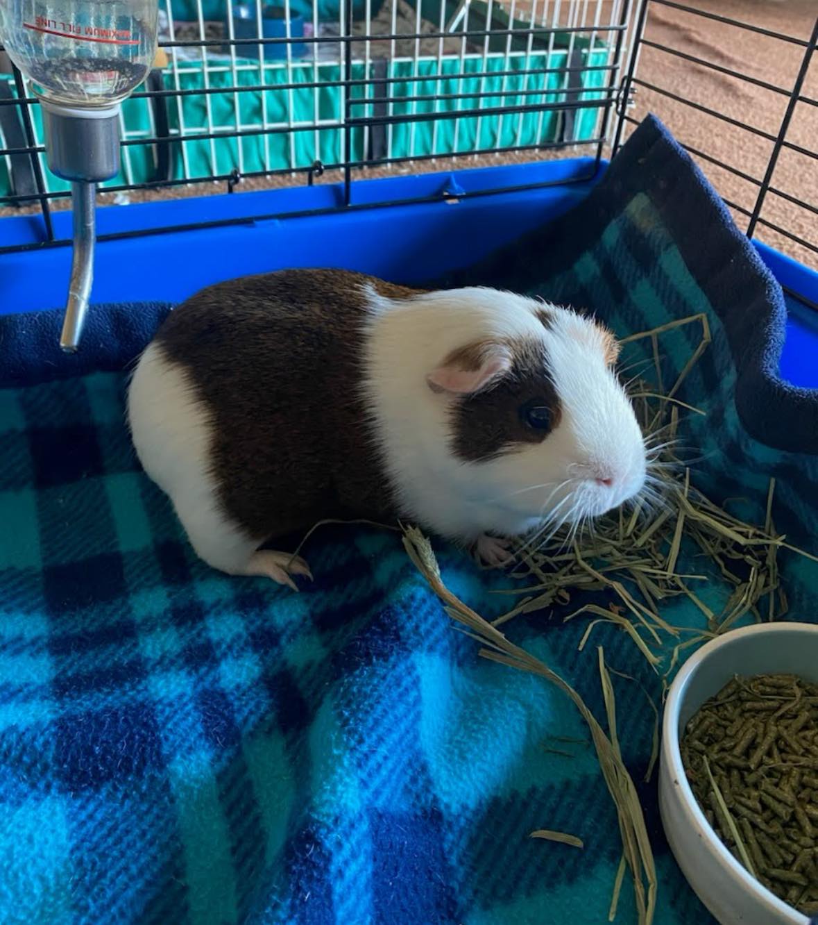 Buffalo Guinea Pig Mafia – The Buffalo Guinea Pig Mafia Rescue is a 501 ...