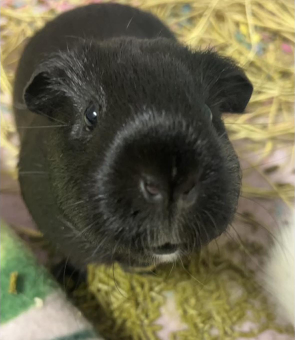Buffalo Guinea Pig Mafia – The Buffalo Guinea Pig Mafia Rescue is a 501 ...