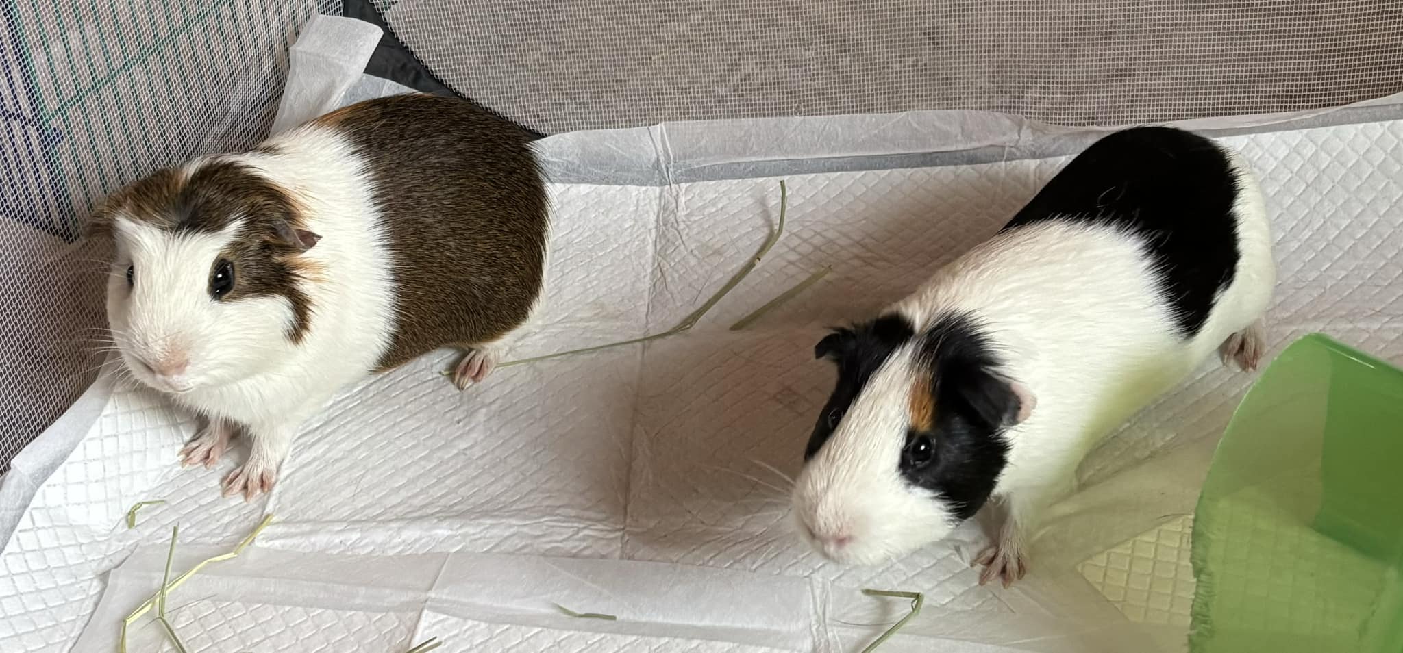 All Pets – Buffalo Guinea Pig Mafia